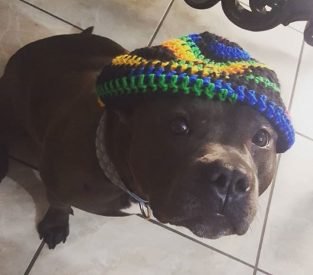 290 Hippie Dog Names - The Paws