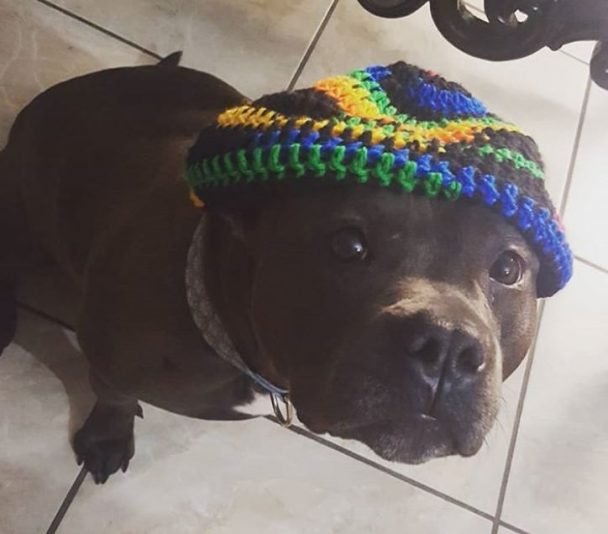 290 Hippie Dog Names - The Paws