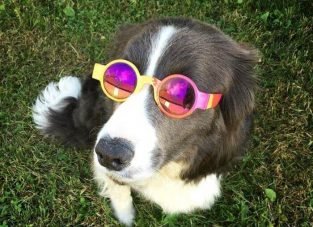 290 Hippie Dog Names - The Paws