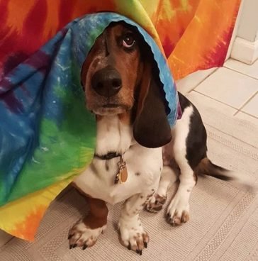 290 Hippie Dog Names - The Paws