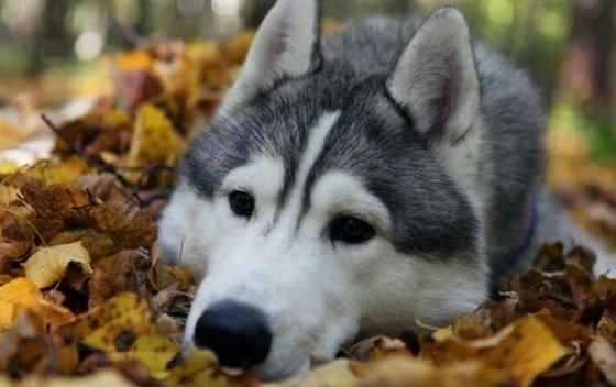 115 Fall-Inspired Dog Names - The Paws