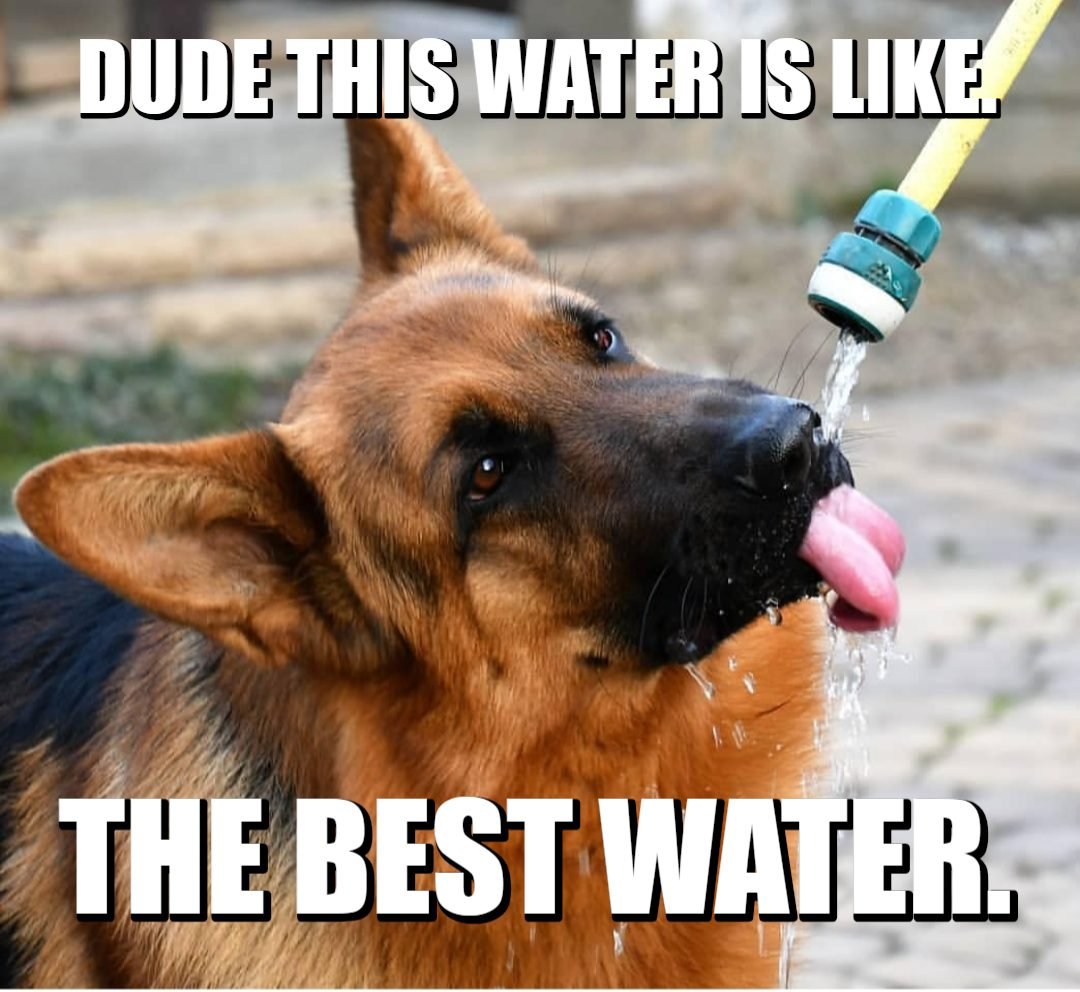 Dude This Water is Like. The Best Water. - The Paws