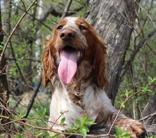 120 Russian Girl Dog Names - The Paws