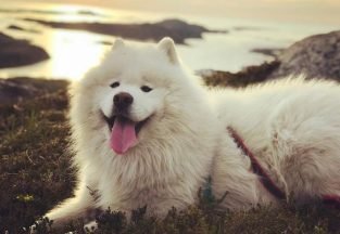 120 Russian Girl Dog Names - The Paws