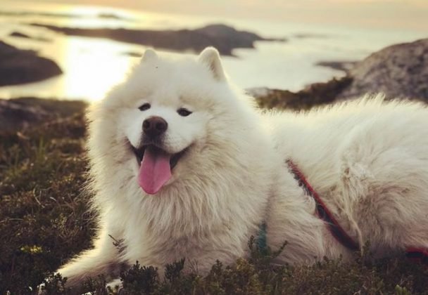 120 Russian Girl Dog Names - The Paws