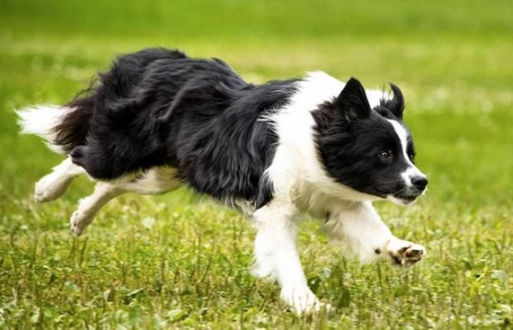 100 Scottish Girl Dog Names - The Paws