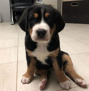 100 Swiss Dog Names - The Paws