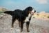 100 Swiss Dog Names - The Paws