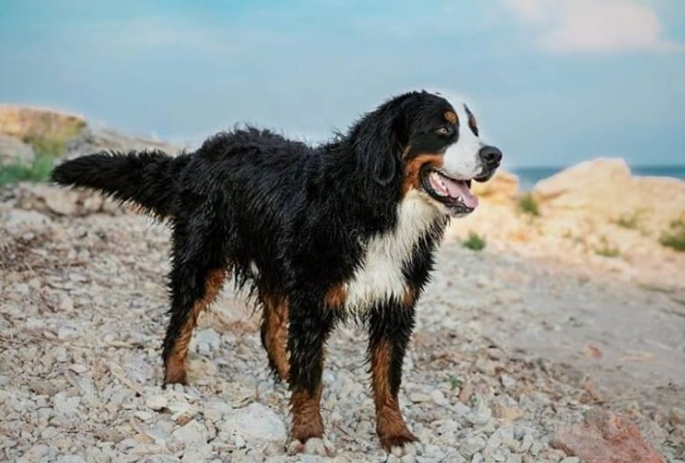 100 Swiss Dog Names - The Paws