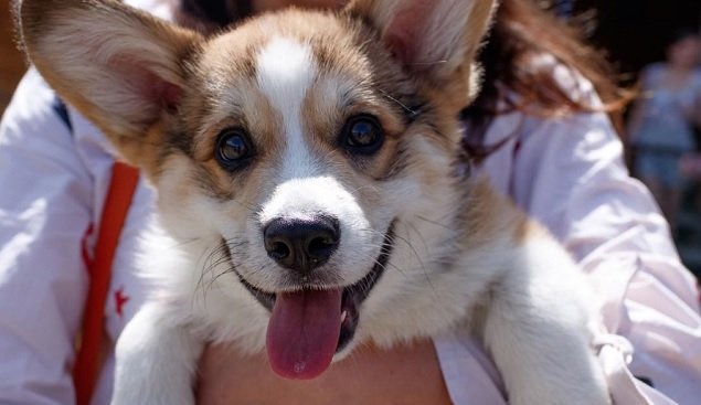 Funny Dog Names - 175 Hilarious Ideas for Naming Your Puppy - The Paws