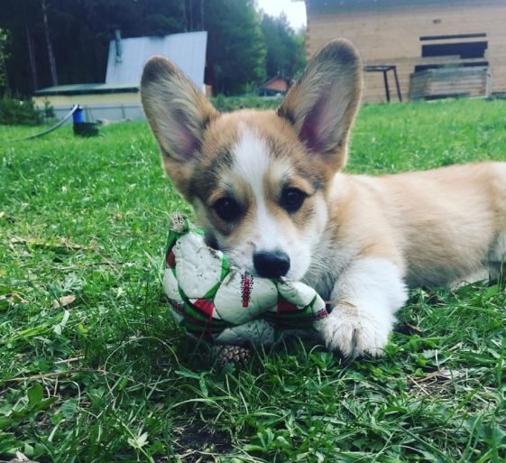 Funny Dog Names - 175 Hilarious Ideas for Naming Your Puppy - The Paws