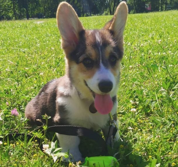 Funny Dog Names - 175 Hilarious Ideas for Naming Your Puppy - The Paws