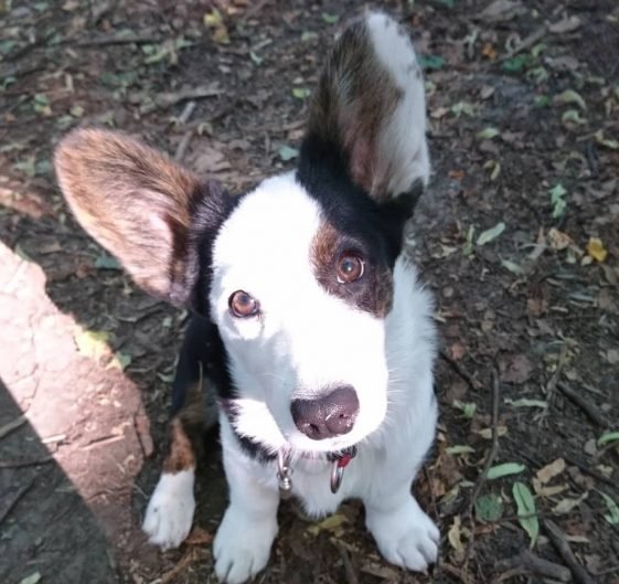 Funny Dog Names - 175 Hilarious Ideas for Naming Your Puppy - The Paws