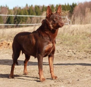 Top 300 Brown Dog Names - Best Names for Brown Dogs - The Paws