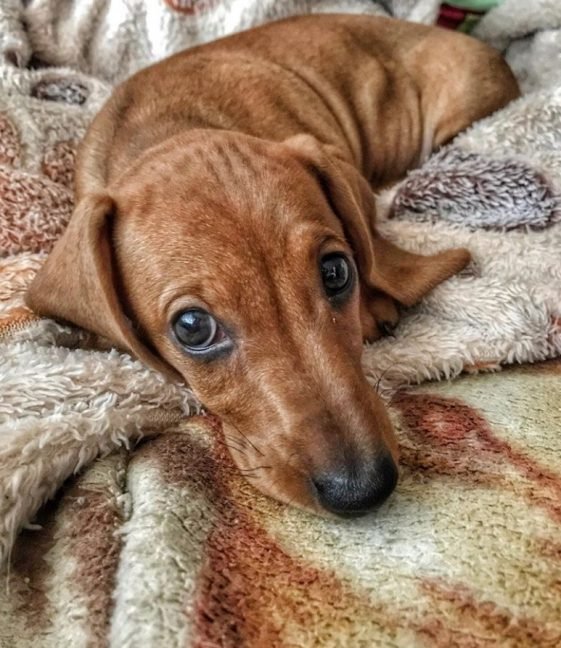 60 Lucky Dog Names, Names Mean Luck and Fortune