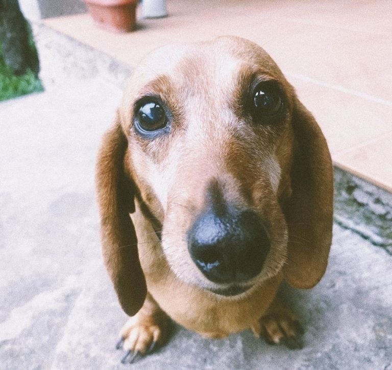 60 Lucky Dog Names, Names Mean Luck and Fortune