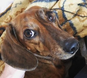 60 Lucky Dog Names, Names Mean Luck and Fortune