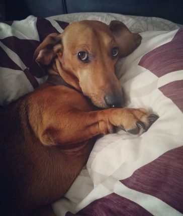 60 Lucky Dog Names, Names Mean Luck and Fortune
