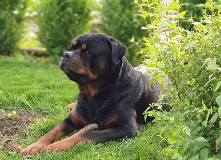 The Top 150 Old Man Names For Dogs Male Dog Name Ideas The Paws
