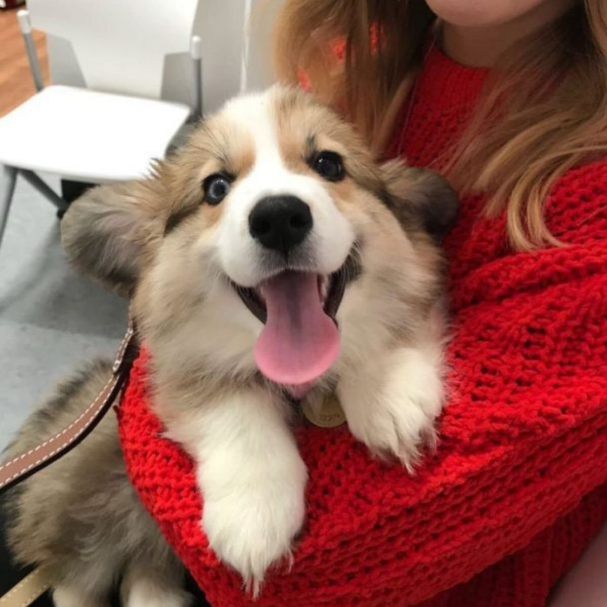 17+ Adorable Reasons Why The Queen Choses Corgis - The Paws