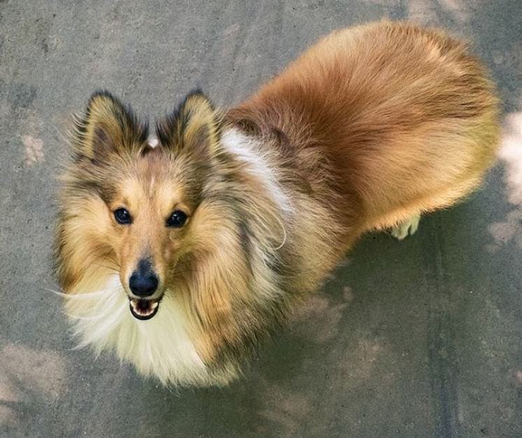 150 Best Herding Dog Names The Paws