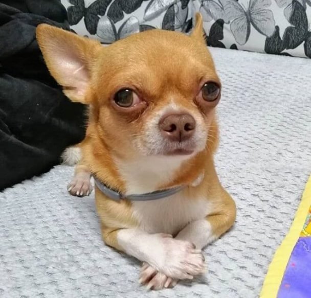 Top 135 Most Funny Dog Names For Girl Dogs Hilarious Dog Name Ideas top-135-most-funny-dog-names-for-girl-dogs-hilarious-dog-name-ideas