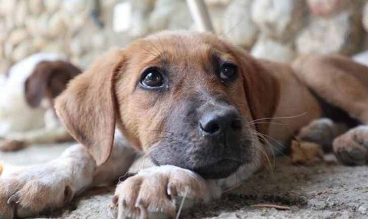100+ Dog Names Inspired by Greek Gods and Goddesses - The Paws