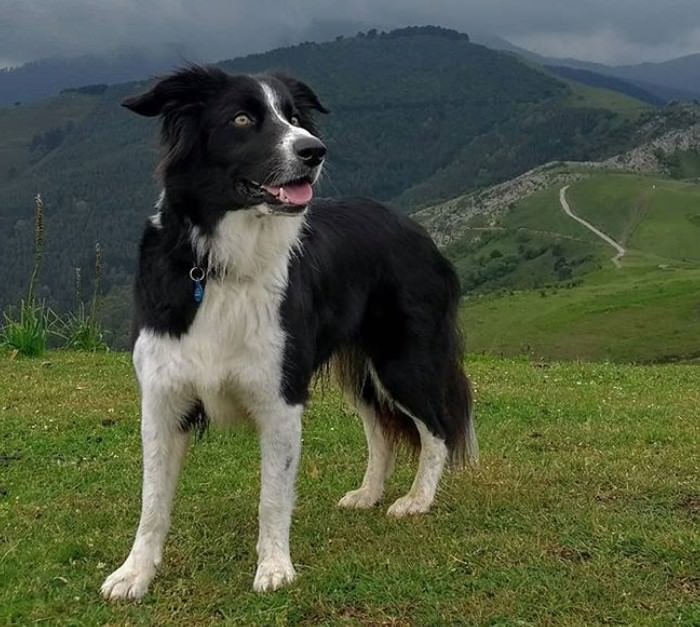 150 Best Herding Dog Names The Paws
