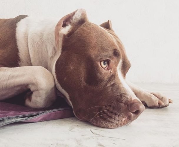 170 Best Pit Bull Names for Boy Dogs - Ideas for Naming Your Puppy ...