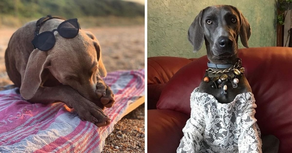 14 Funny Pictures Proving That Weimaraners have Great Sense of Humor ...