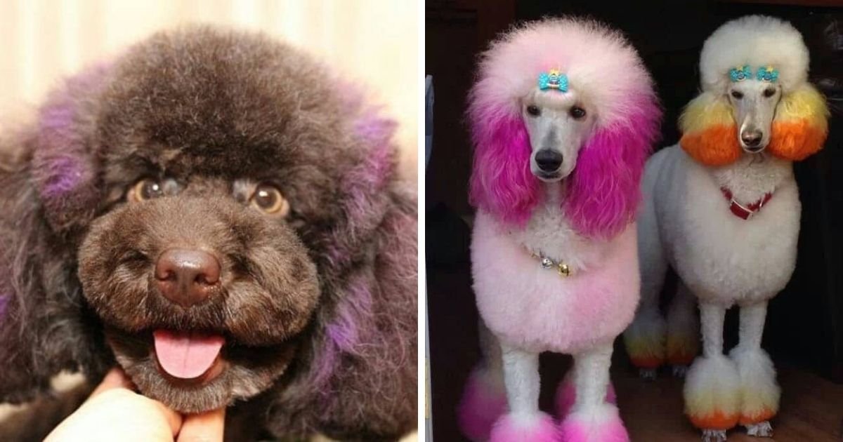 15 Incredible Rainbow Poodles - The Paws