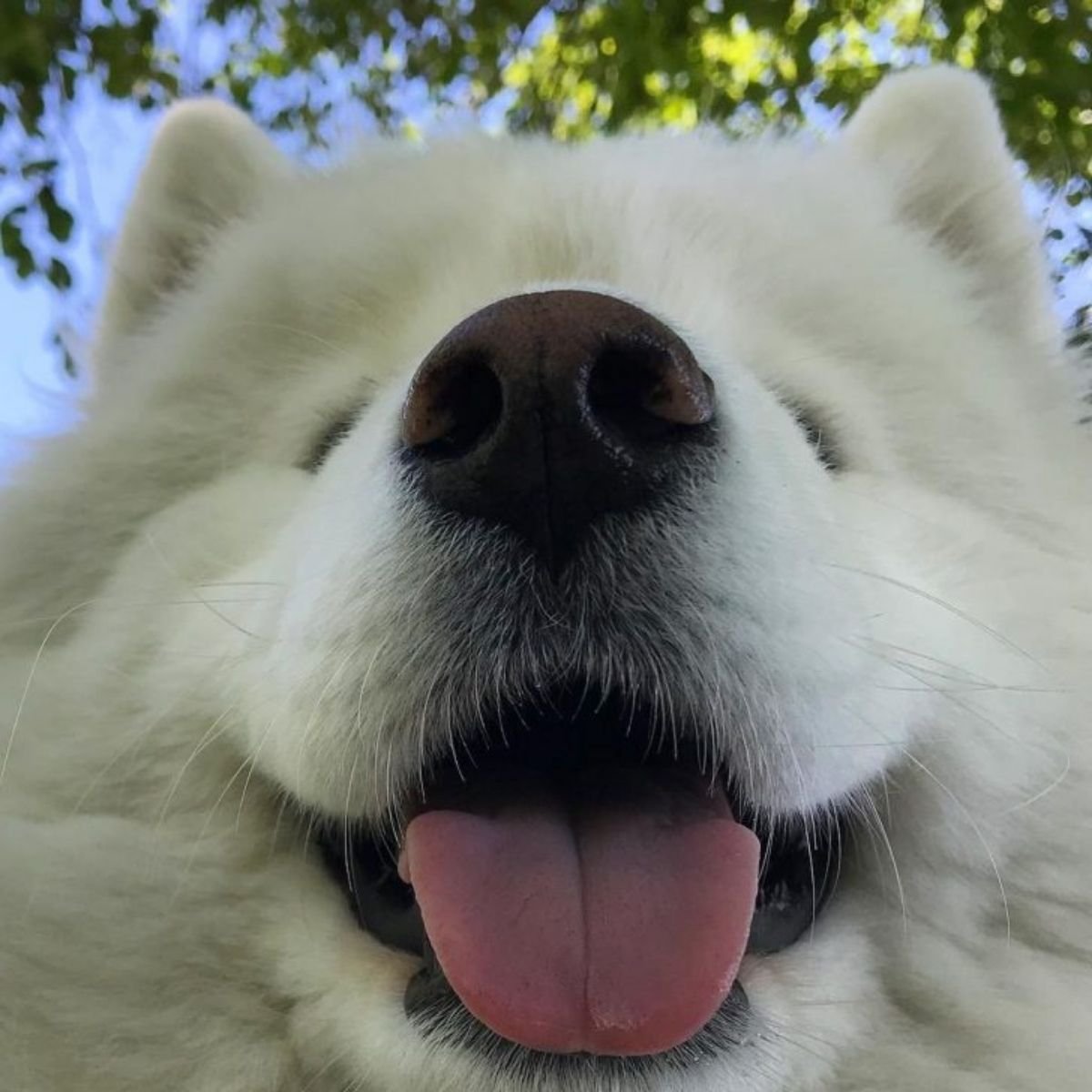 21 Incredible Pics with Samoyed Dogs Which Will Make You Smile! - The Paws