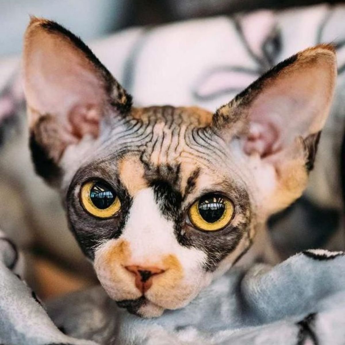 14 Facts About Sphynx Cats You Must to Know - The Paws
