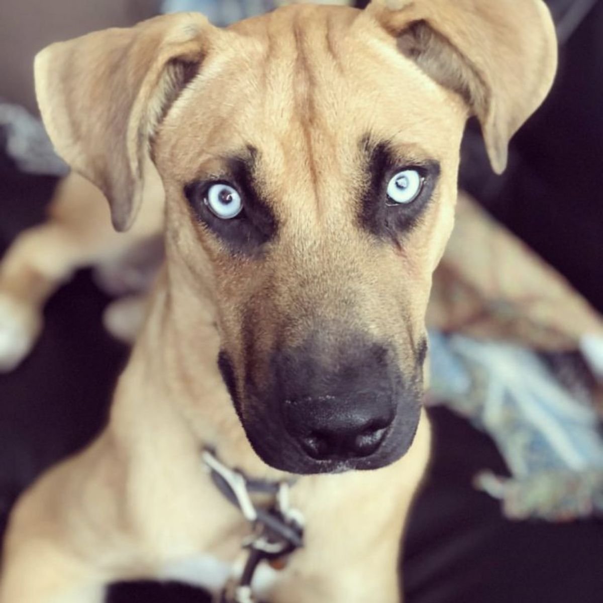 14 Gorgeous Boxer Mix Breed Dogs - The Paws