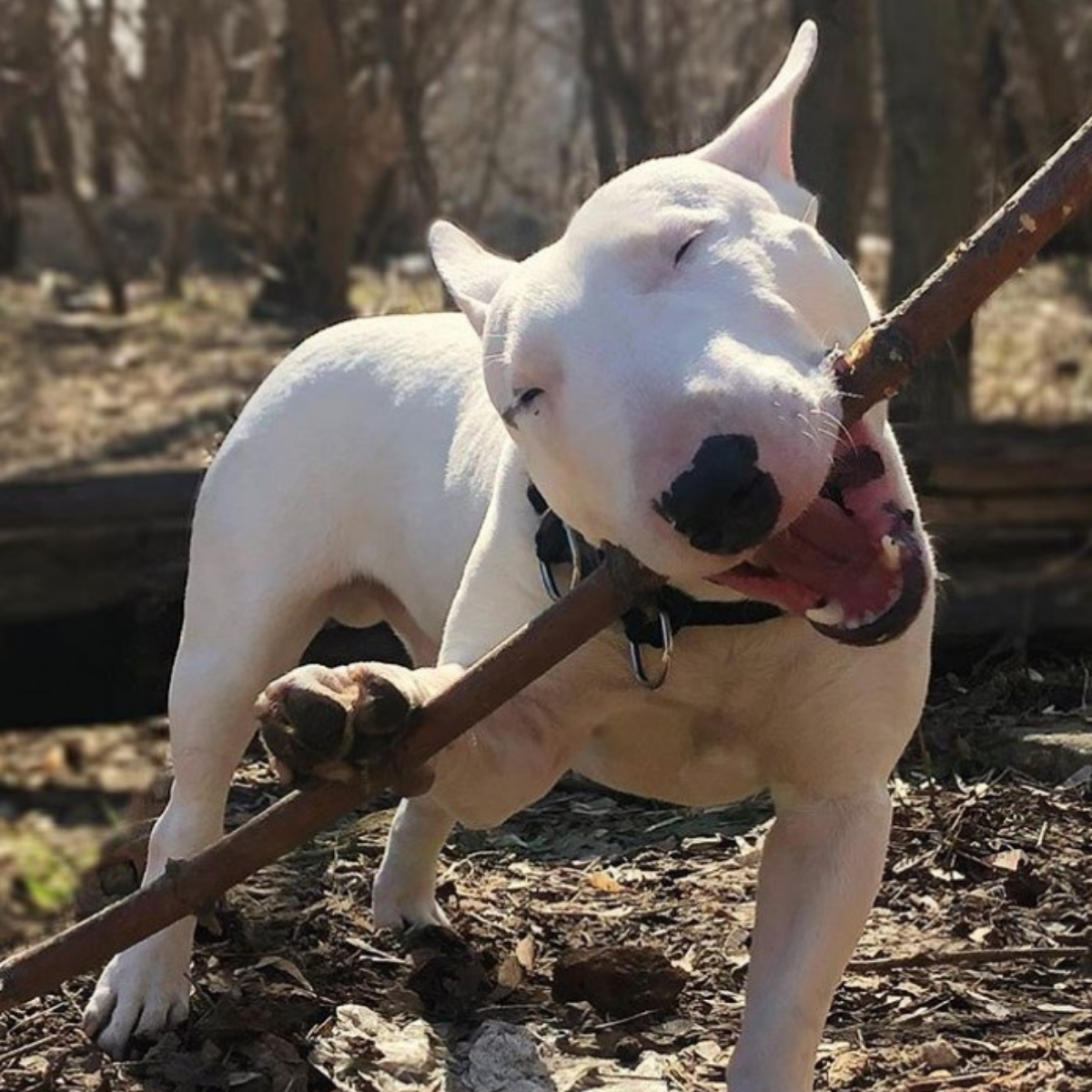 10 Things That You Have to Consider Before Getting Bull Terriers - The Paws