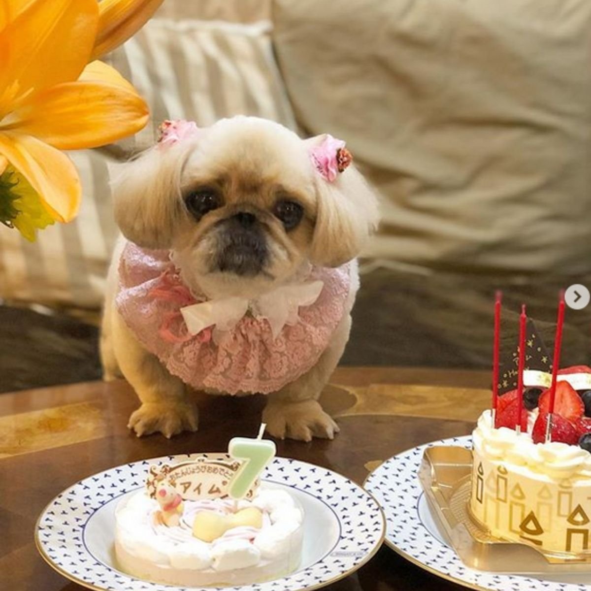 14 You Just Made My Day Pekingese Pictures - The Paws