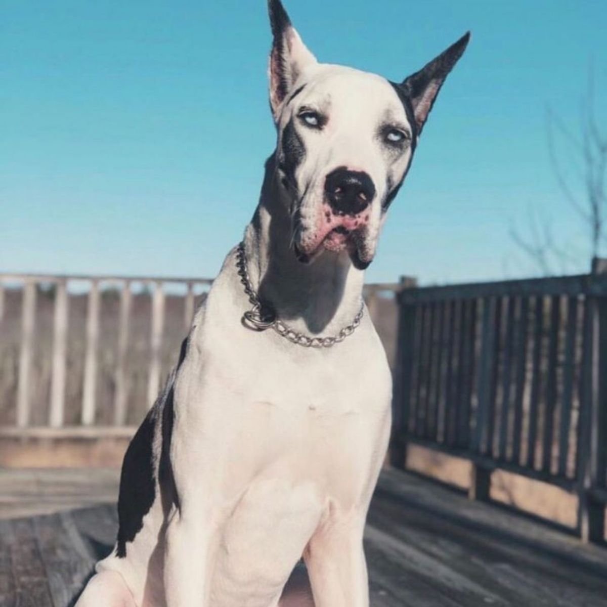 15 Great Dane Interesting Facts You Might Not Know - The Paws