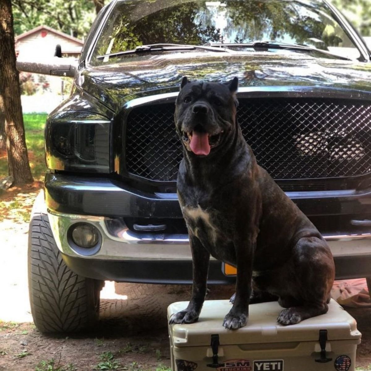 14 Facts About the Mastiff - The Paws