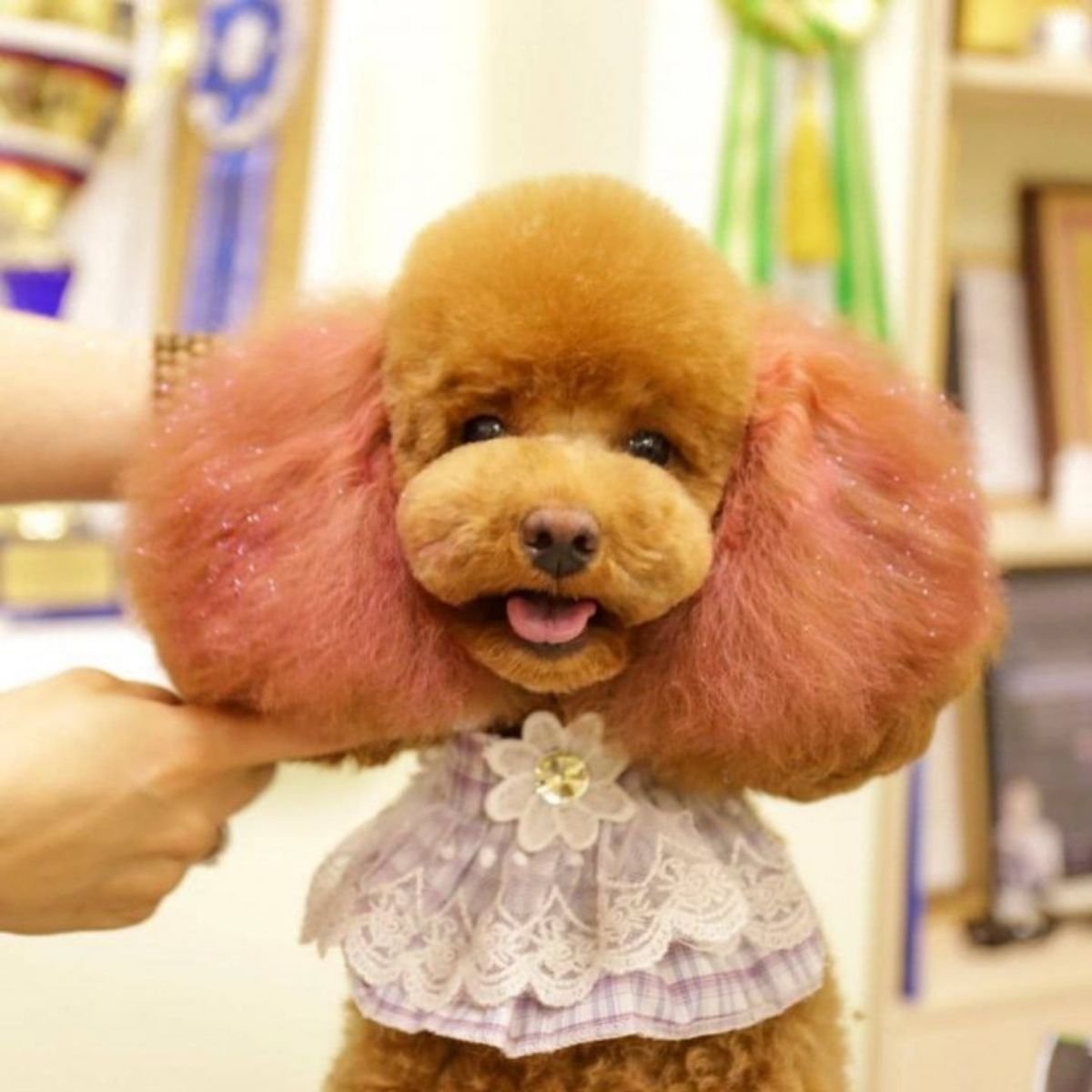 15 Incredible Rainbow Poodles - The Paws