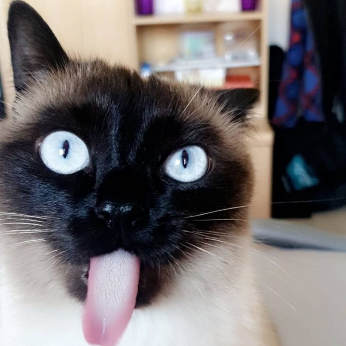 15 Facts That Make You Smile and Love Siamese Cats - The Paws