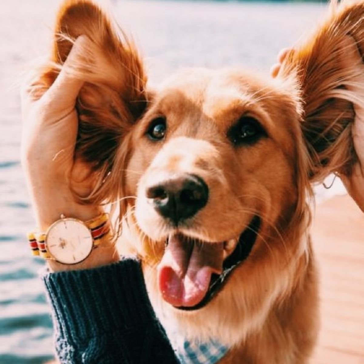 20 Smiling Golden Retrievers That Will Melt Your Heart - The Paws
