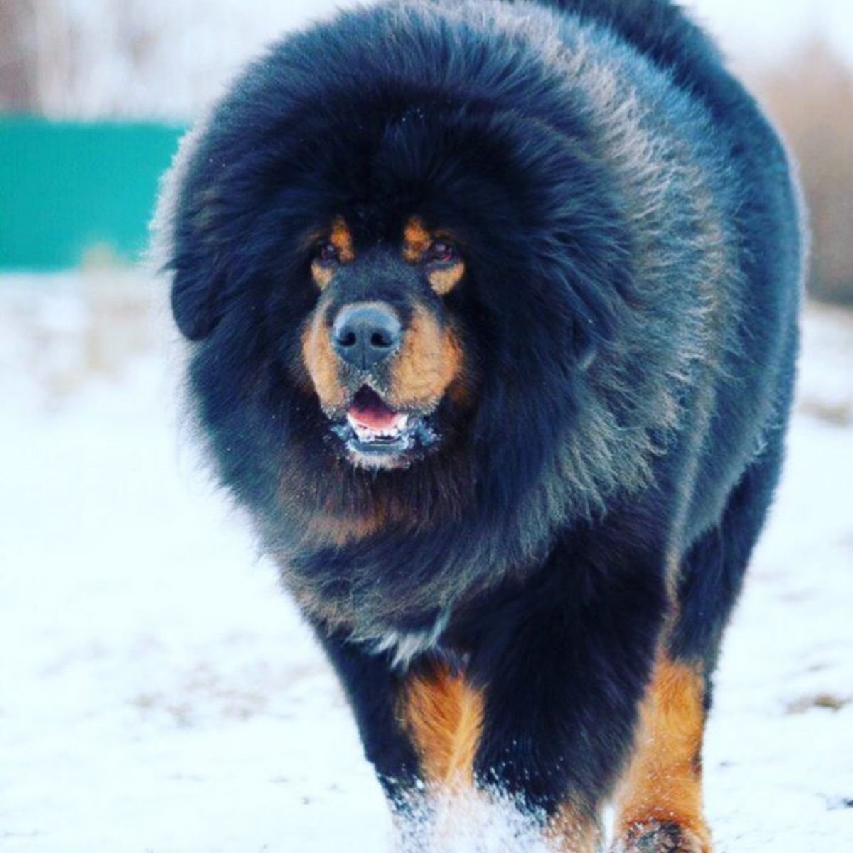 17 Pictures of Tibetan Mastiffs You Will Be Scared - The Paws