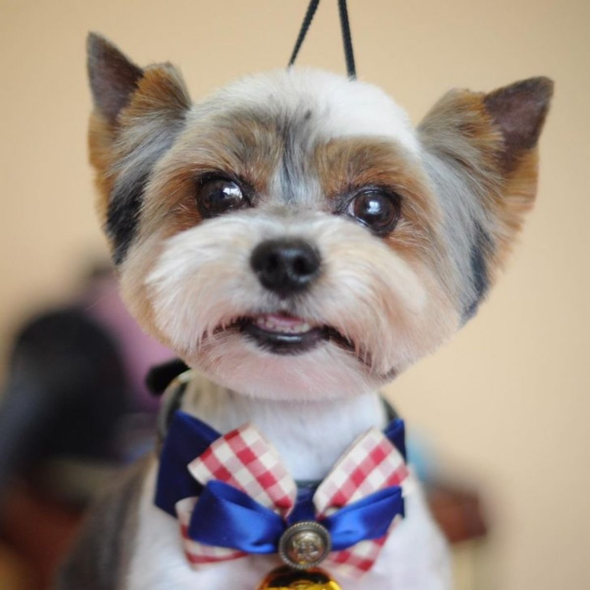 16 Stylish Hairstyles for Your Yorkshire Terriers - The Paws
