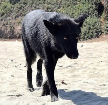 170 Best Mexican Dog Names for Your Puppy - The Paws
