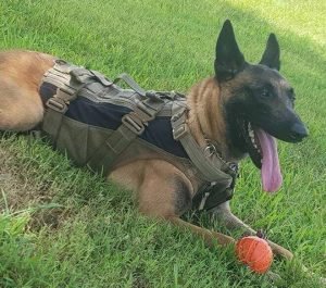 Top 180 Best Military Dog Names - The Ultimate List - The Paws