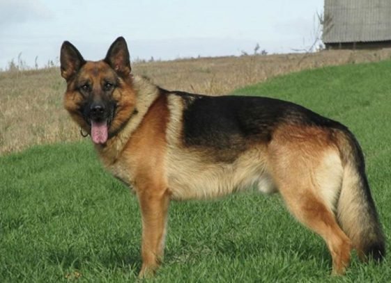 Best 200+ German Dog Names – Male & Female Names with Meanings