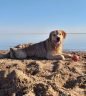 Ancient Dog Names - 100 Greek Names for Male and Female Dogs - The Paws