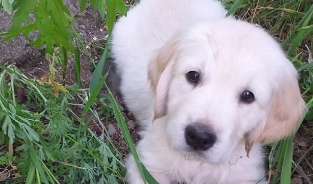 Ancient Dog Names - 100 Greek Names for Male and Female Dogs - The Paws