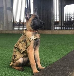 Top 180 Best Military Dog Names - The Ultimate List - The Paws