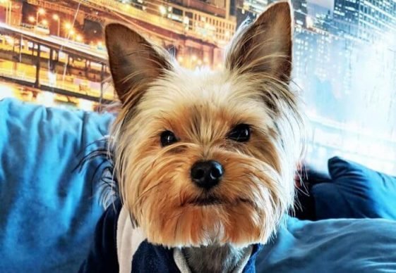 Top 100 Best Yorkie Names for Boy Dogs - The Paws